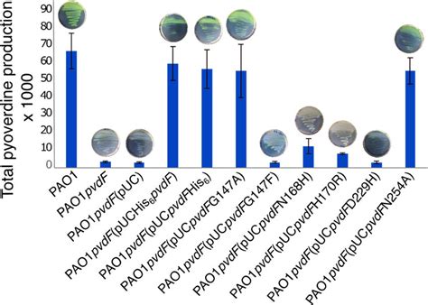 Pyoverdine Production In P Aeruginosa Pvdf Containing Pvdf Variants