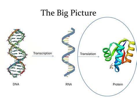 Ppt High Accuracy Scoring Functions For Computational Protein