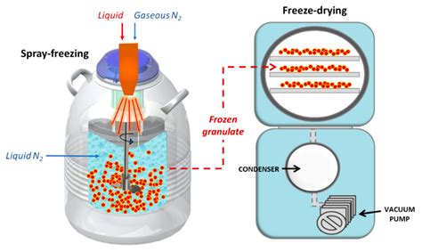 Freeze Drying Process Diagram At Chastity Dowling Blog