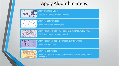 Gram Positive Rods Algorithm