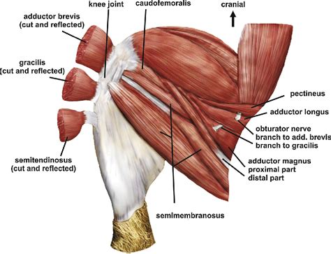 Hip Abduction Nerve At Emil Bentley Blog