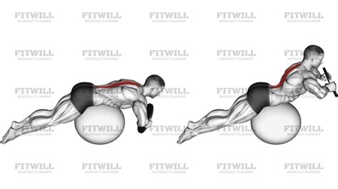 Weighted Dead Bug Exercise Guide Techniques Benefits How To