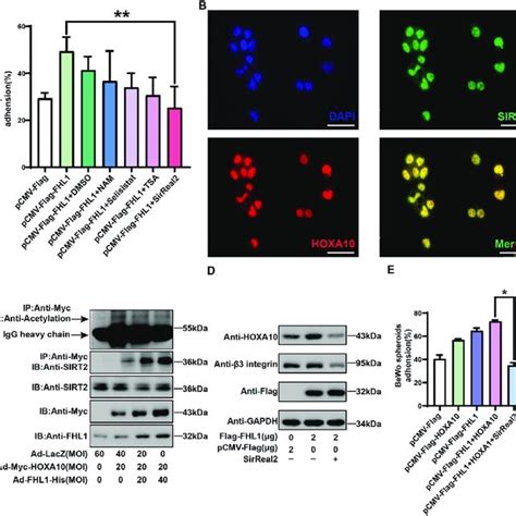 Fhl1 Promotes The Sirt2 Mediated Acetylation Of Hoxa10 A Ishikawa