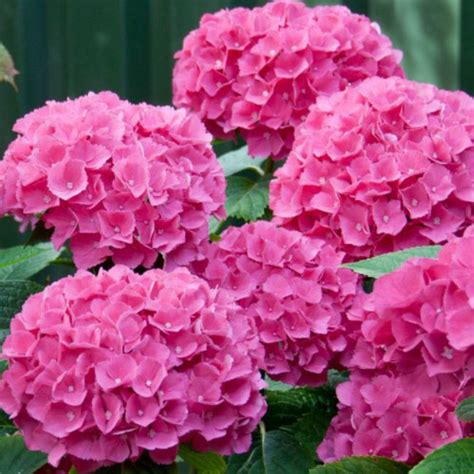 Buy Hydrangea Macr Pink Mophead At Uk