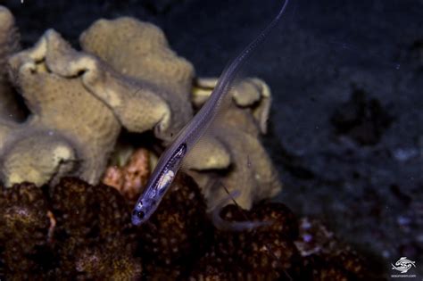Silver Pearlfish Facts And Photographs • Seaunseen