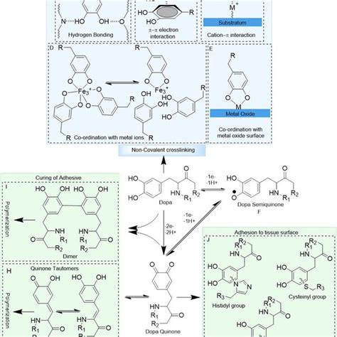 Schematic Illustration Of Self Healing Hydrogels Containing Catechol