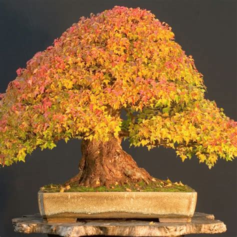 Trident Maple Acer Buergerianum Buy Online At Seeds Of Plenty