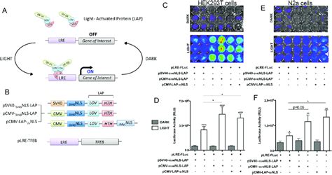 Optogenetic Gene Expression System In Neuronal Cell Line A Schematic Download Scientific