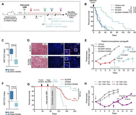The Tumor Microenvironment Underlies Acquired Resistance To Csf1r Inhibition In Gliomas Pmc
