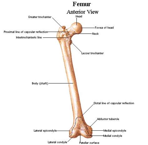 Femur Labeled Anterior View