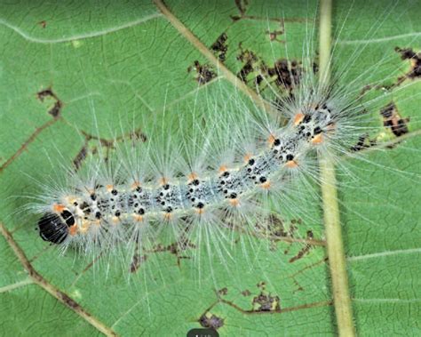 미국흰불나방 애벌레 유충 많이 보일 땐 이렇게 하세요 미국흰불나방 애벌레 유충 많이 보일 땐 이렇게 하세요