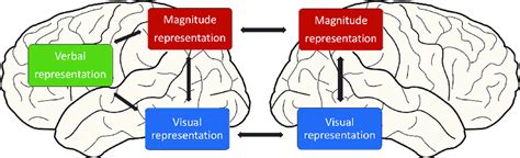 Schematic Integration Of Functional And Anatomical Assumptions Of The