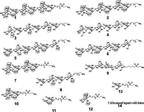 Sulfated Heparin Oligosaccharides And Heparin From Natural Sources A Download Scientific
