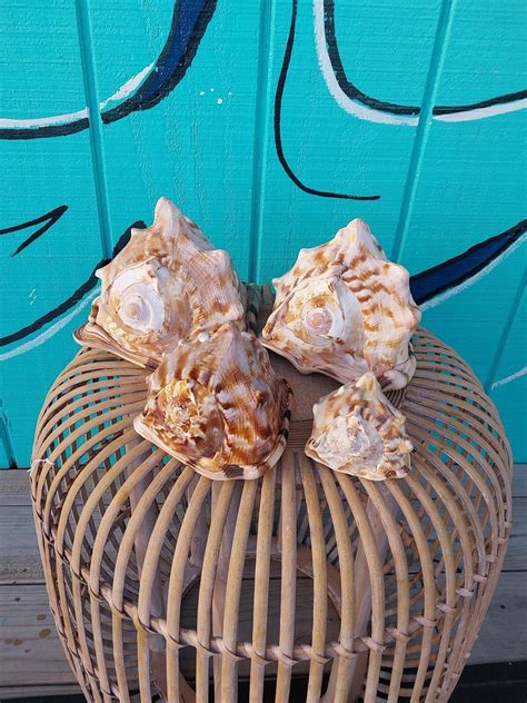King Or Flame Helmet Shell Cassis Tuberosa Or Cassis Flammea Loving