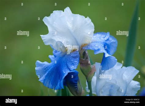 Iris Blanc Bleu Banque De Photographies Et Dimages à Haute Résolution Alamy