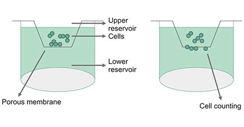 Biological Activity Of Proteins Cusabio