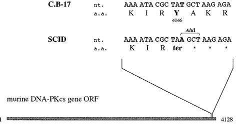 Nonsense Mutation In Dna Pkcs Gene In Scid Mice The Dark Box Indicates Download Scientific