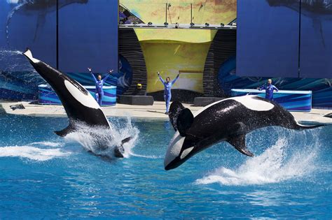 Seaworld Denies Creating Giant Jurassic World Style Orcas