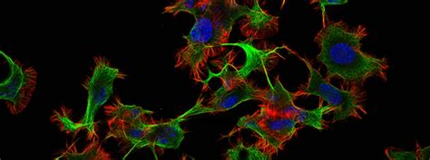 6 Tips For Fluorescence Live Cell Imaging Olympus Ls