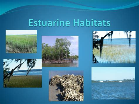 PPT Estuarine Habitats PowerPoint Presentation Free Download ID