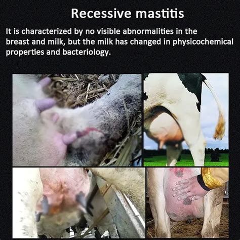 Professional Cow Mastitis Detector Subclinical Mastitis Tester For Dairy Cows For Cattle Farm