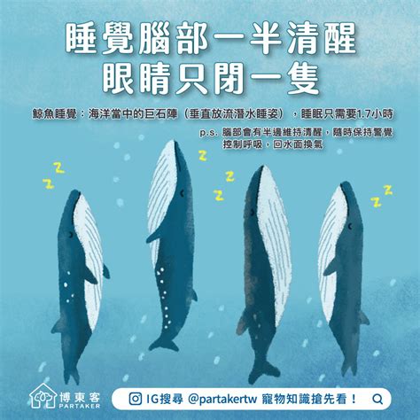 【世界鯨魚日】－ 7個關於鯨魚的小秘密