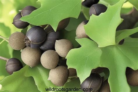 A Comprehensive Guide To Identifying Acorn