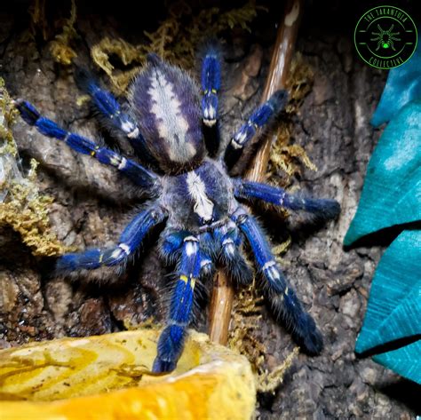 Gooty Sapphire Ornamental Tarantula Poecilotheria Metallica Care