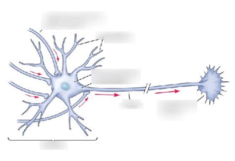 Ectoderm Ii Growth Of The Cns Diagram Quizlet