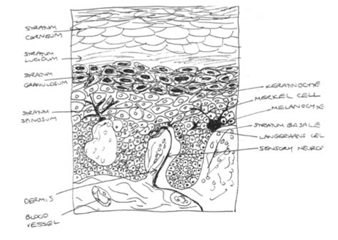 Pathology Exam 2 Flashcards Quizlet
