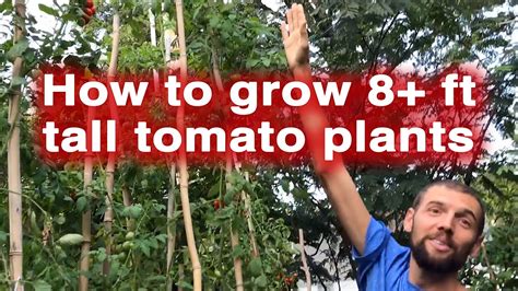 How To Grow Vertical Tomatoes Over 8ft Tall Gardening Youtube