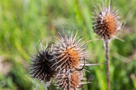 A Very Nice Ornamental Grass With Narrow Leave Premium Photo