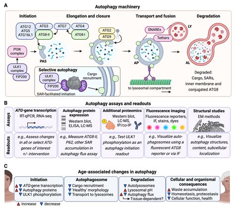 Monitoring Autophagy In Human Aging Key Cell Models And Insights