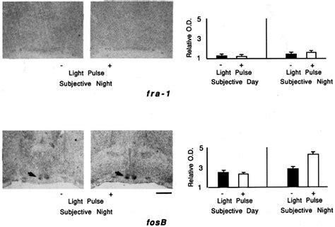 Photic Stimulation Of Fra 1 And Fosb Expression In The Ventrolateral