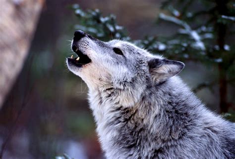 Wolf Side View Howling