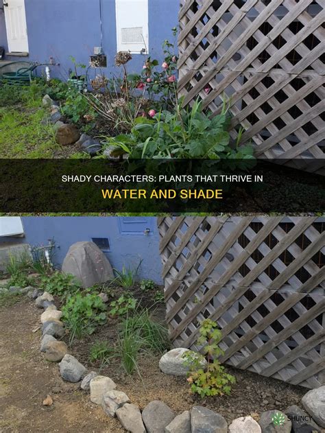 Shade Loving Plants That Thrive In Moist Soil Shuncy