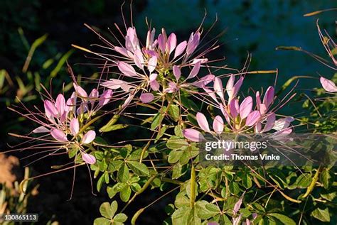 Chaco Spider Photos And Premium High Res Pictures Getty Images