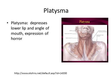 Facial Muscles Ppt Video Online Download