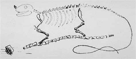 Specimen Of The Week 302 Gideon Mantells Iguanodon Bones Ucl Ucl