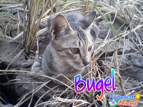 Sketsa Kertas Buram Generic Structure Dan Discriptive Text