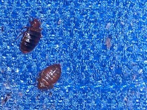 Tiny Red Bugs In Bathroom