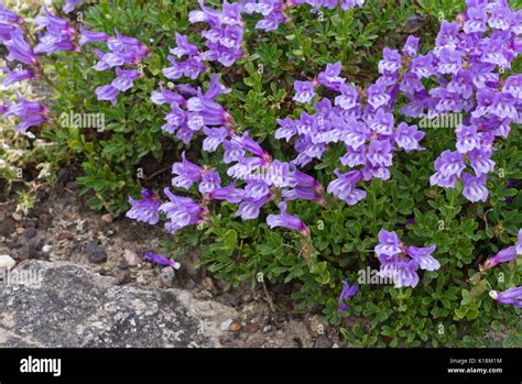 Penstemon Rydbergii Fotos Und Bildmaterial In Hoher Auflösung Alamy