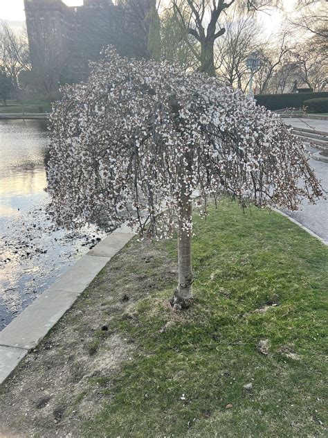 Can Someone Identify This Tree Rtree