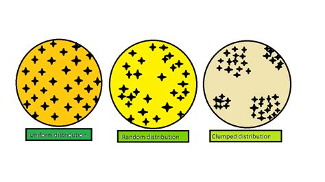 Population Dispersion Patterns