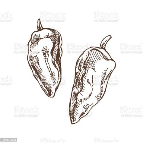 유기농 식품 피망의 손으로 그린 벡터 스케치 낙서 빈티지 그림입니다 카페 및 레이블 메뉴 장식 새겨진 Immmage 개체 그룹에 대한 스톡 벡터 아트 및 기타 이미지