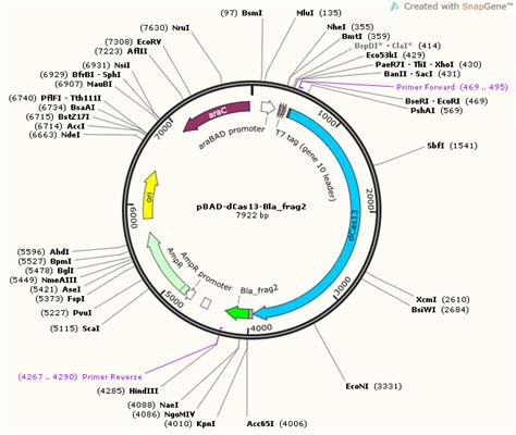 Pdf Konstruksi Dcas13 𝛃 Lactamase Fragment 1 And 2 Pada Vektor Pbad Secara In Silico