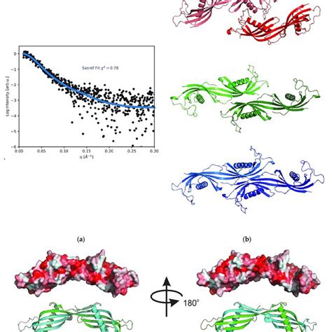 Model Of Tetrameric Hcc Obtained Via Rigid Body Modeling Using The