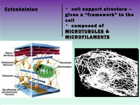 Cell Organelle Powerpoint Presentation Ppt