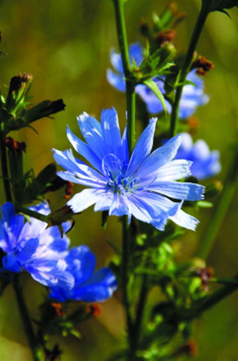 Chicory