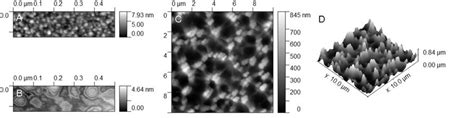Atomic Force Microscopy Image Of A Ta C B Pyc And C D